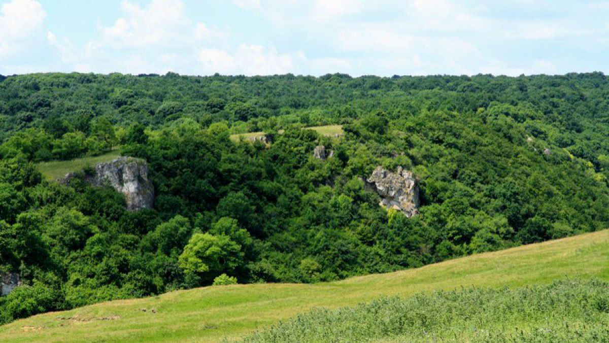 Curtea de Conturi: Tăierea pădurilor în rezervațiile Codru și Pădurea ...